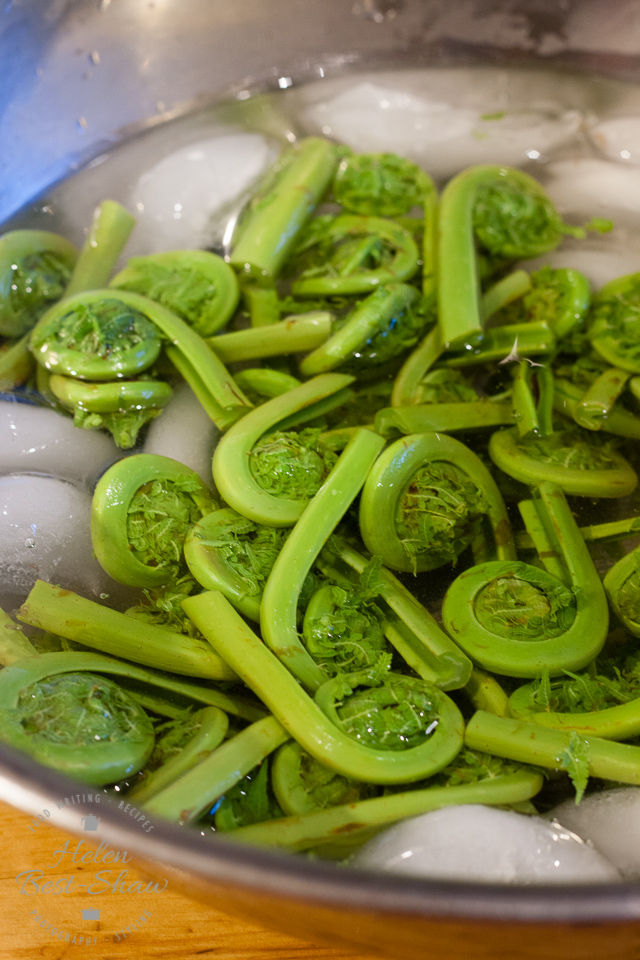 Travel: Foraging for fiddleheads on the banks of the Miramichi, The ...