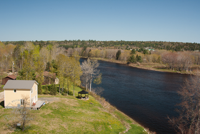 Travel: Foraging for fiddleheads on the banks of the Miramichi, The ...