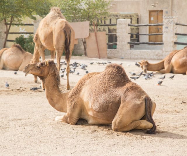 How to Spend 48 hours in Doha Qatar - Helen's Fuss Free Flavours