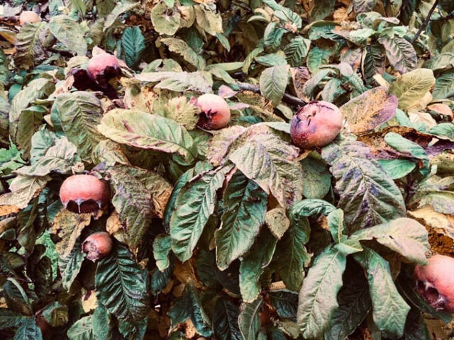 How to Make Medlar Jelly – 3 Ingredients, No Pectin - Helen's Fuss Free ...
