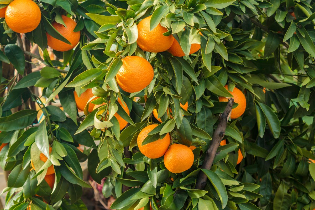 A Guide to Oranges - the Sunshine Fruit - Helen's Fuss Free Flavours