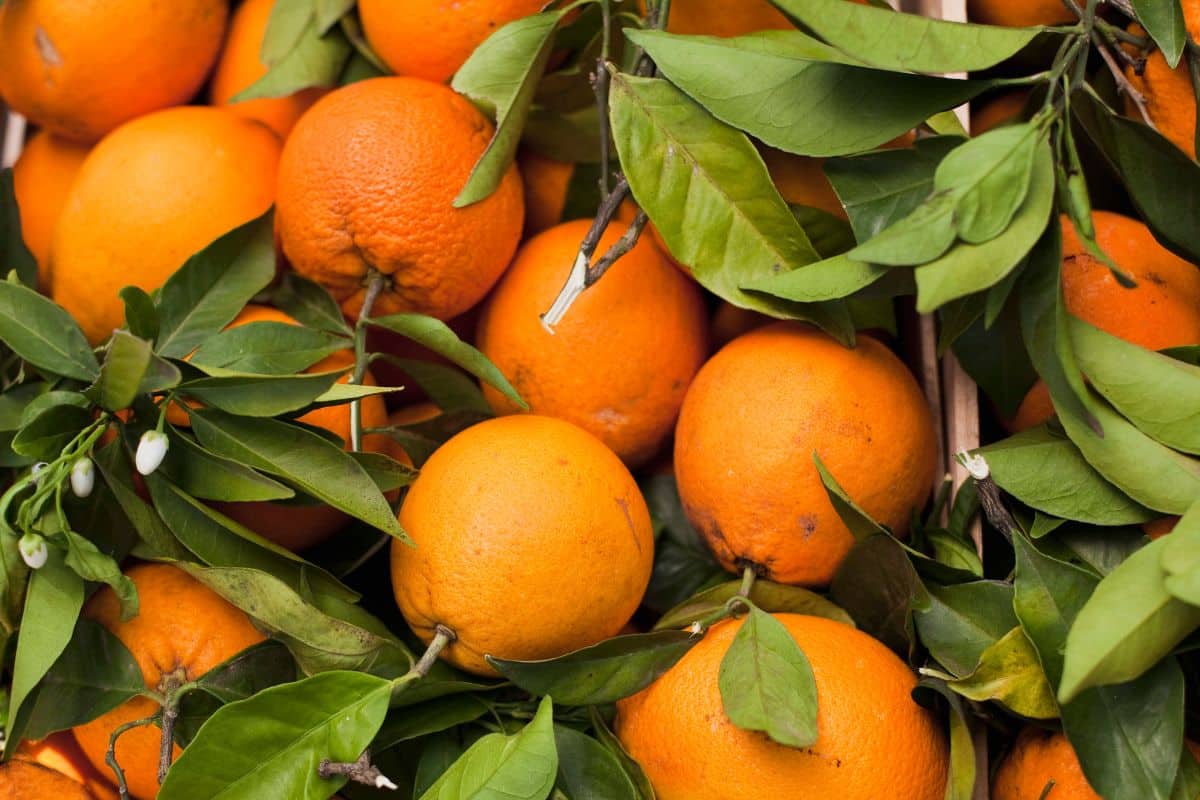 A Guide to Oranges - the Sunshine Fruit - Helen's Fuss Free Flavours