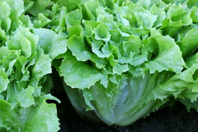 17 Leaves to Liven Up Your Salads - Helen's Fuss Free Flavours