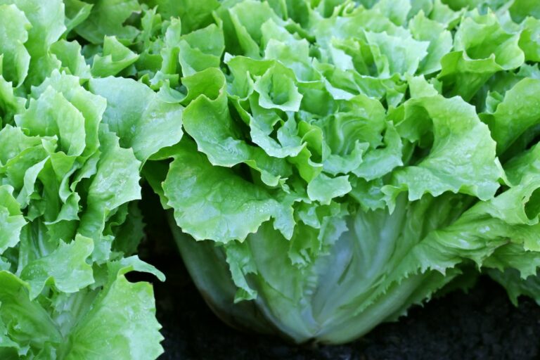 17 Leaves to Liven Up Your Salads - Helen's Fuss Free Flavours